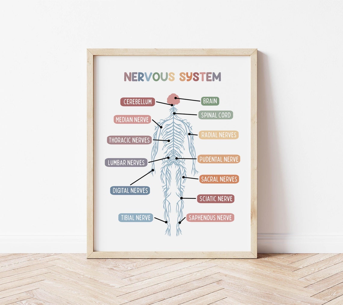 Nervous System Educational Poster | Homeschool Wall Art | Medical Print ...