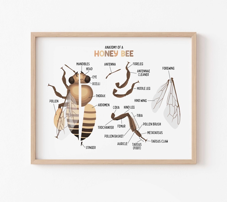 Honey Bee Anatomy for Kids | Classroom Printable | Biology Print ...