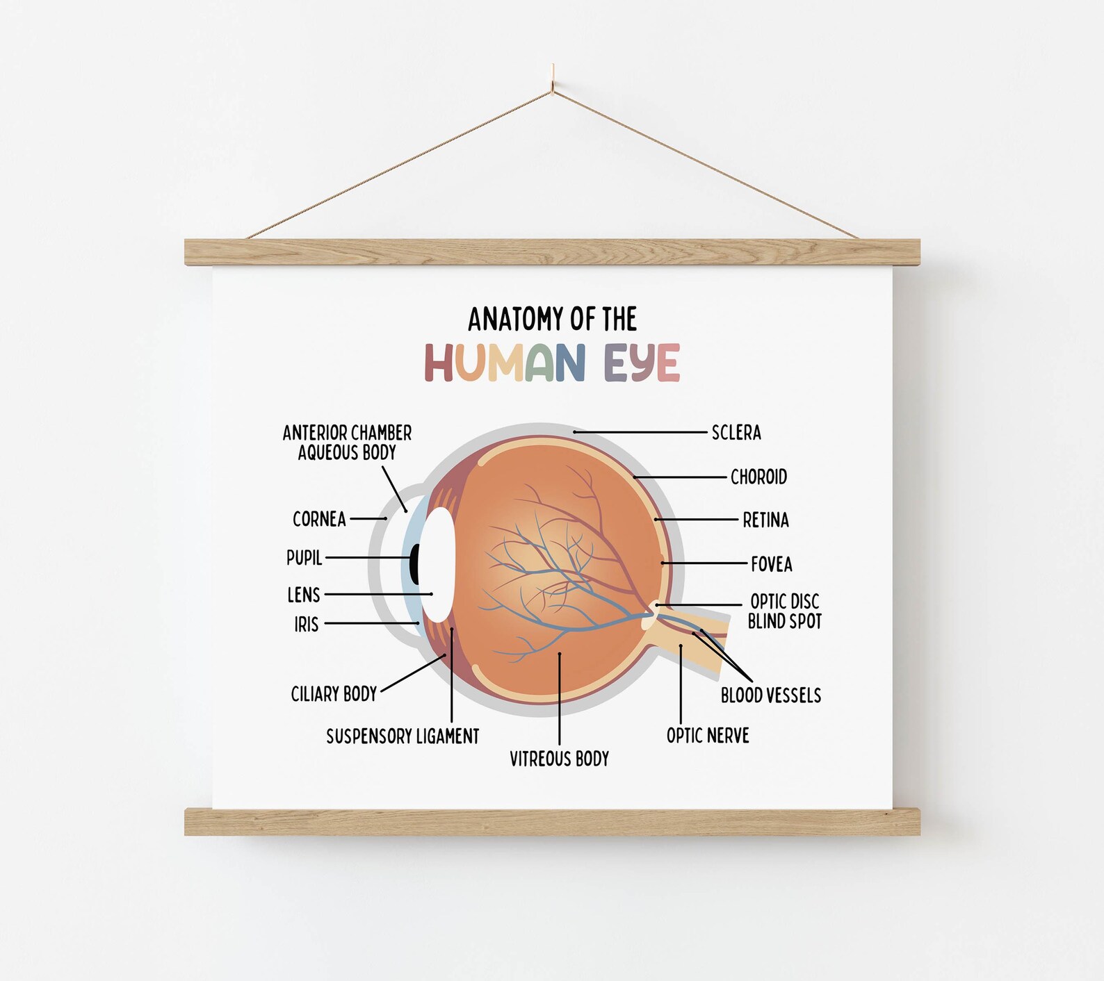 Anatomy of the Human Eye Poster for Kids | Classroom | Medical Print ...