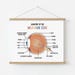 Anatomy of the Human Eye Poster for Kids | Classroom | Medical Print ...