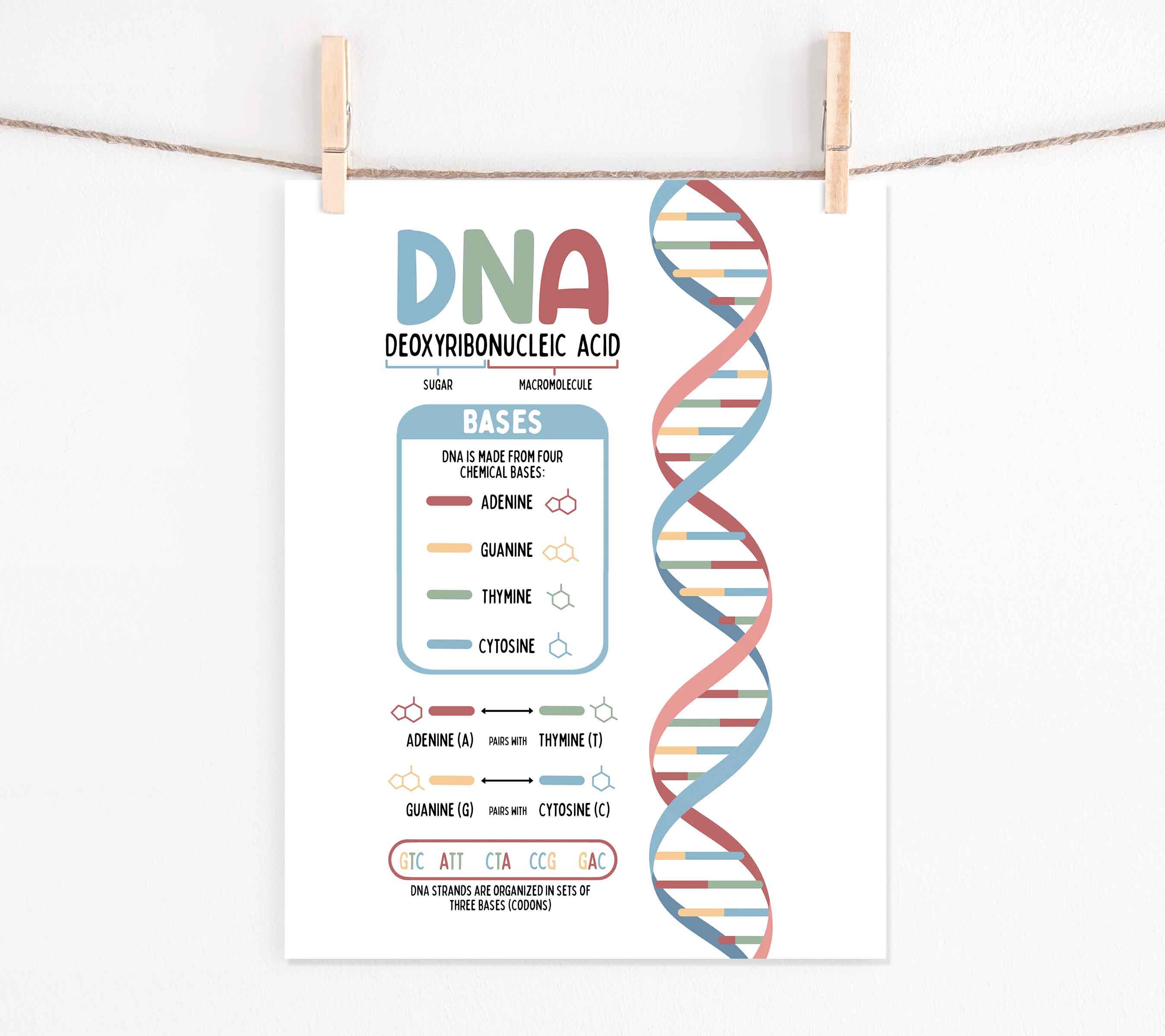 DNA Chart Poster | Homeschool Wall Art | Educational Wall Art ...