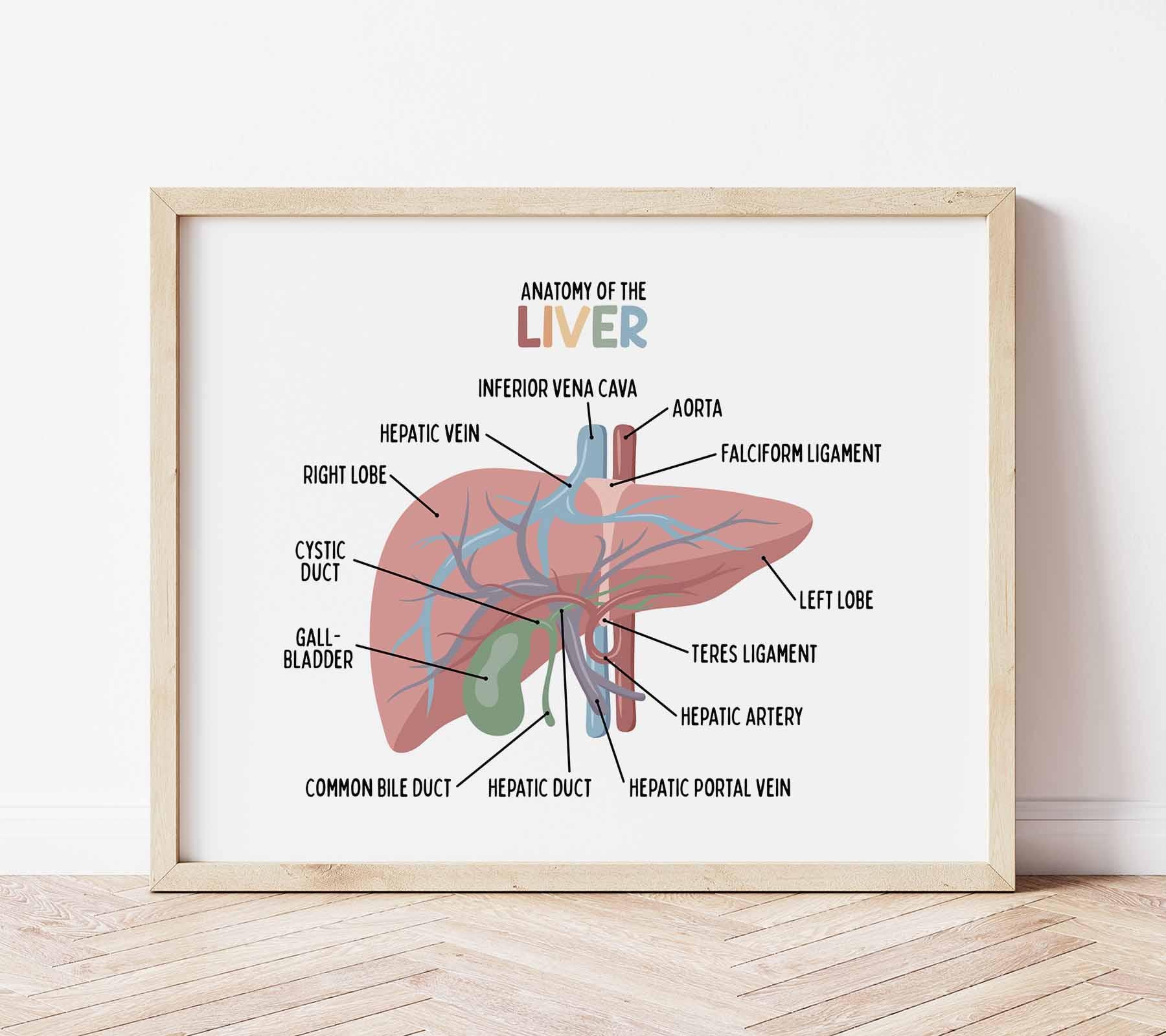 Anatomy of the Liver Poster for Kids (digital Download) Educational ...