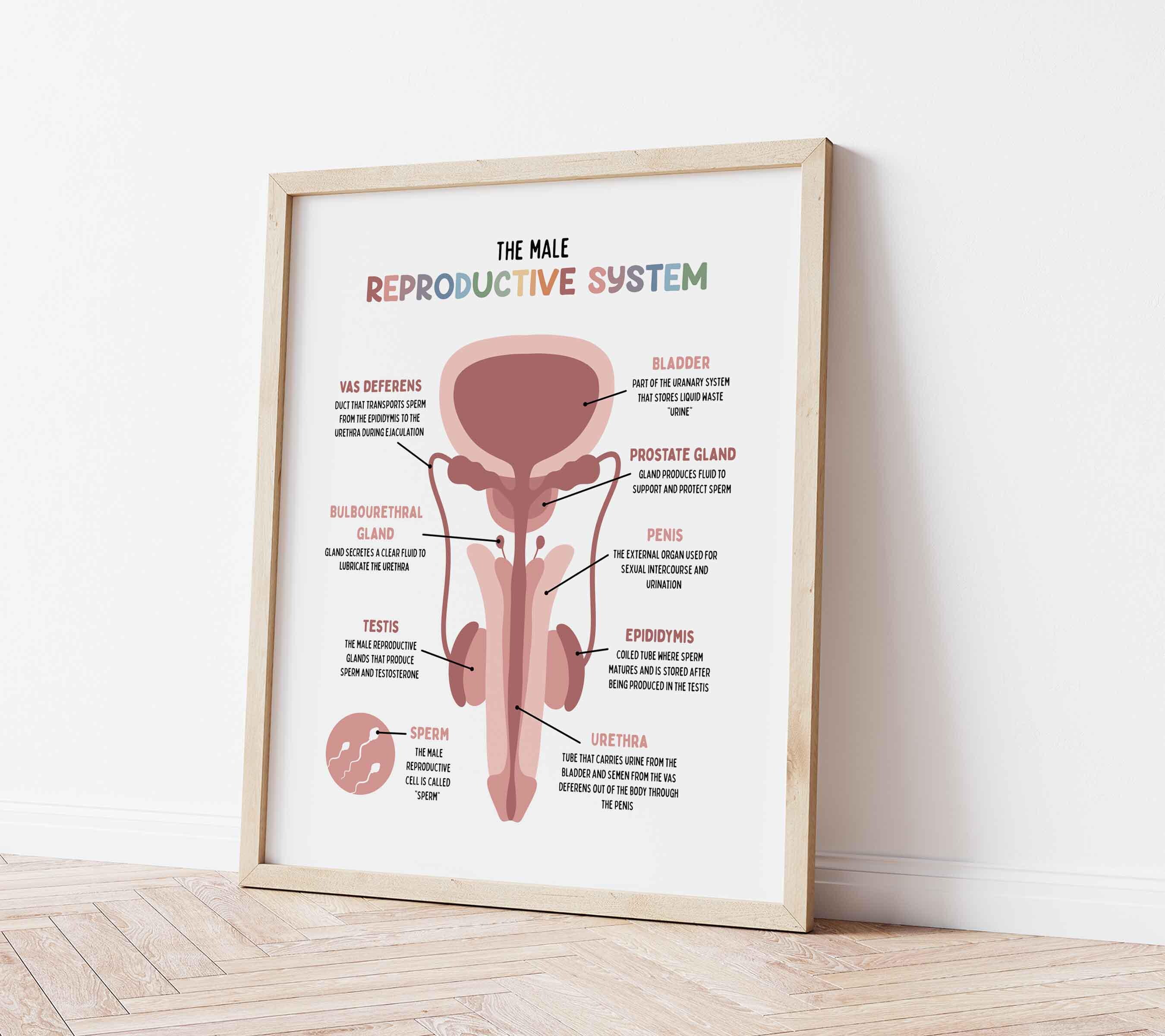 Male Reproductive System Poster | Homeschool Wall Art | Medical Print ...