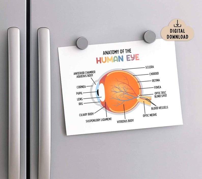 Anatomy of the Human Eye Poster for Kids, BRIGHT Colors (digital ...