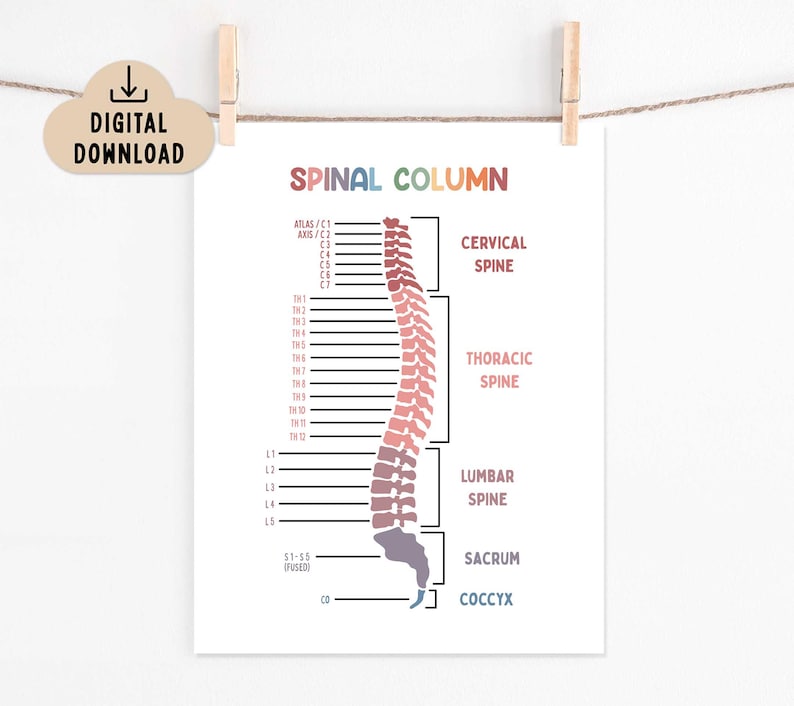 Spinal Column Educational Printable Poster (digital Download) Classroom ...
