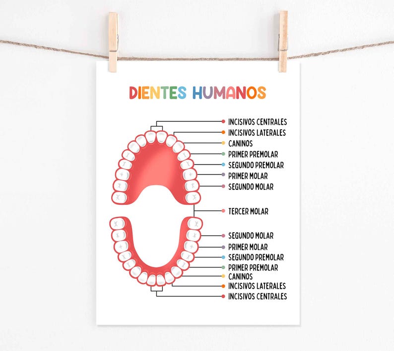 Human Teeth Printable Poster Spanish Language Version, BRIGHT (digital ...