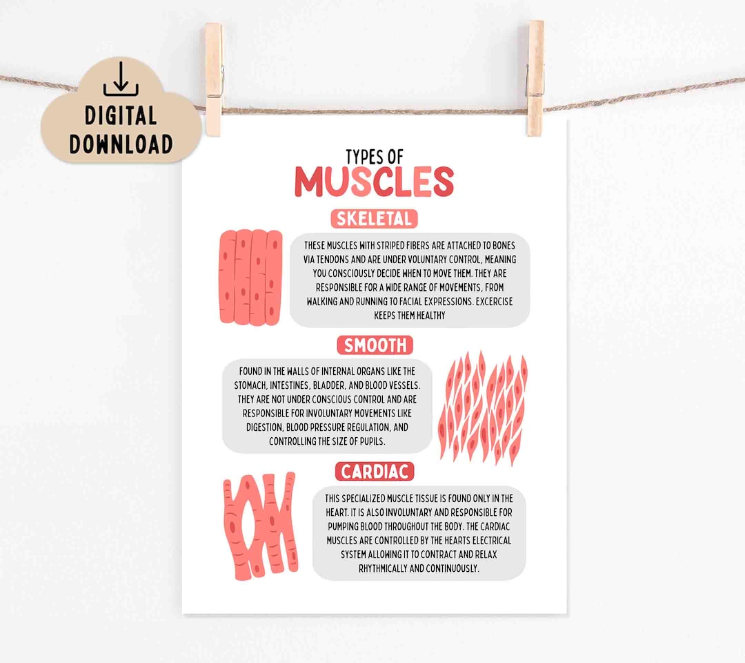 Types of Muscles Educational Poster for Kids, BRIGHT Colors (digital ...