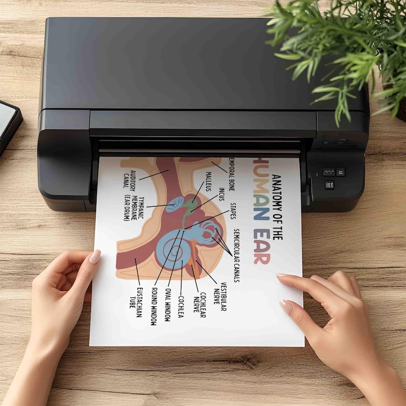 Anatomy of the Human Ear Poster for Kids | Classroom | Medical Print ...