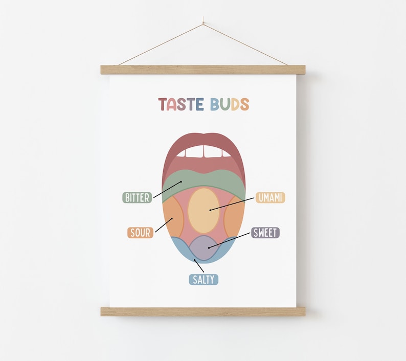 Taste Buds Educational Poster | Homeschool Wall Art | Umami | Science ...