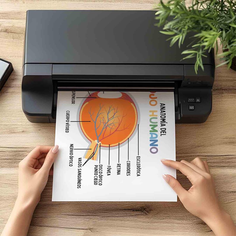 Anatomy of the Human Eye Printable, Spanish Language Version, BRIGHT ...