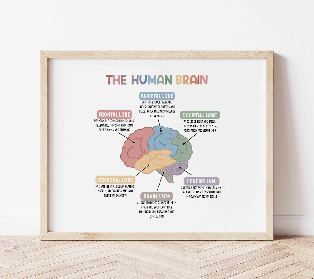 Human Brain Educational Poster | Homeschool Wall Art | Medical Print ...