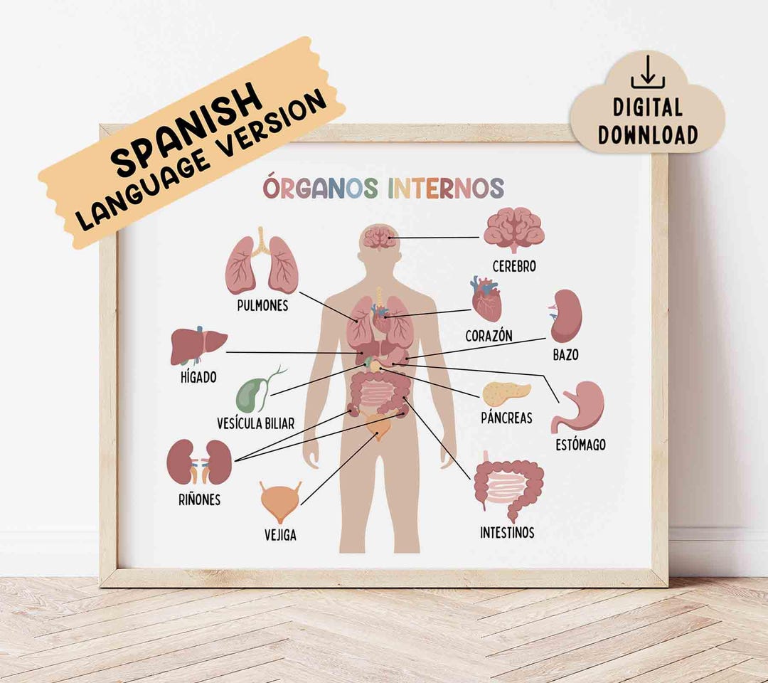 Internal Organs Educational Printable Poster for Kids, Spanish Language ...