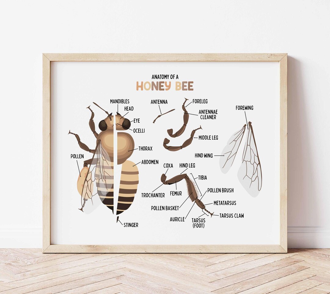 Honey Bee Anatomy for Kids | Classroom Printable | Biology Print ...