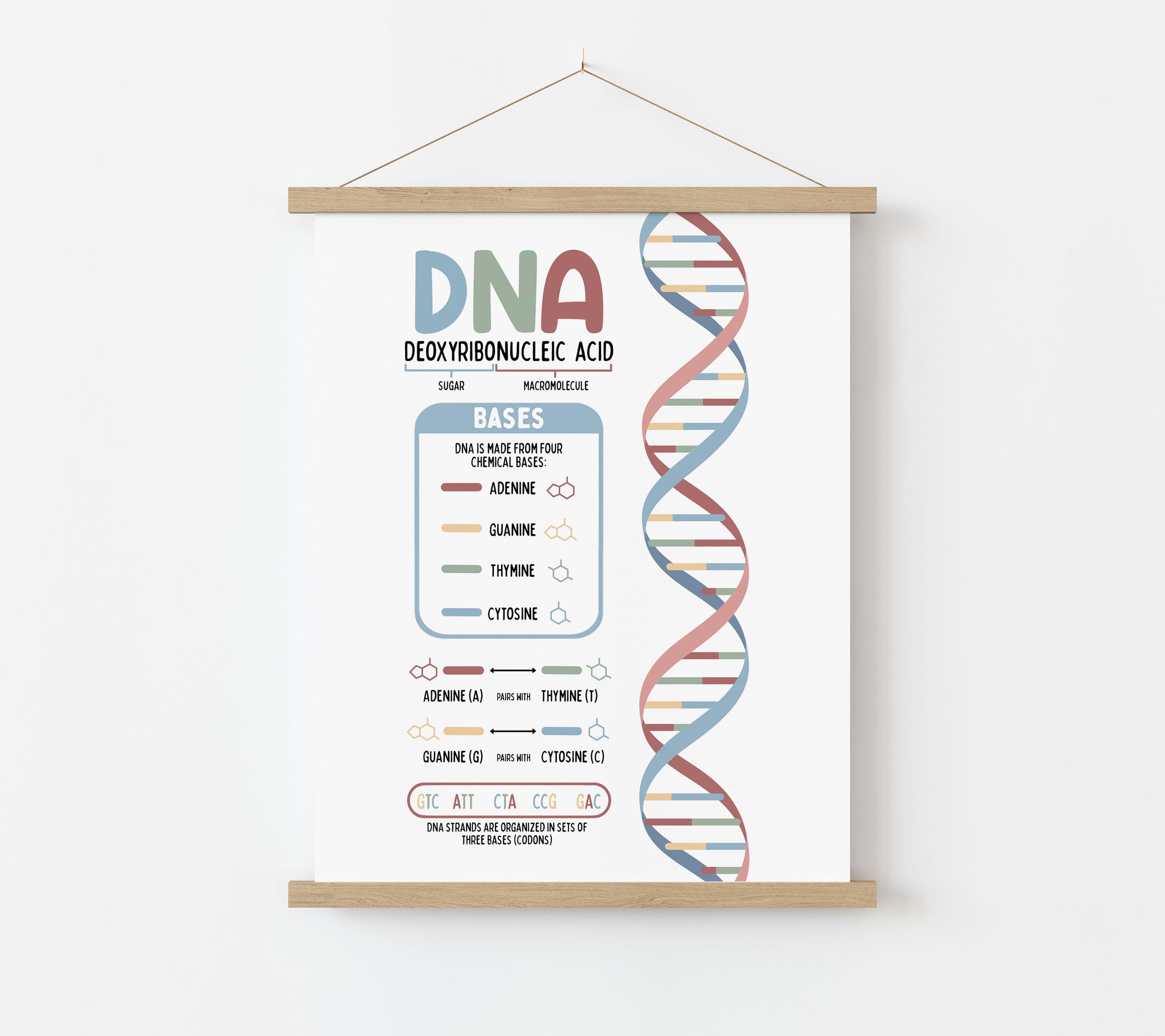 DNA Chart Poster | Homeschool Wall Art | Educational Wall Art ...