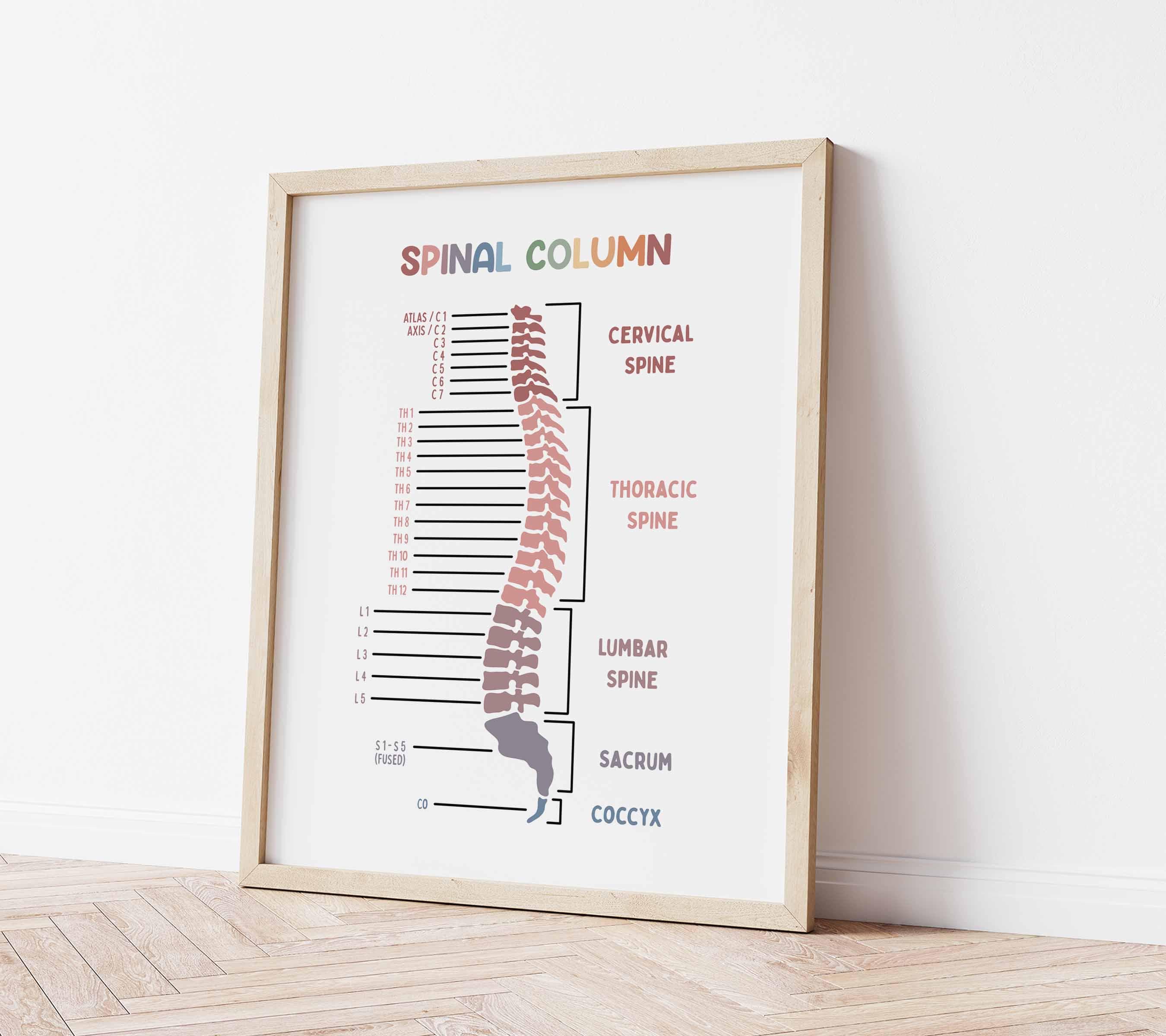Spinal Column Educational Poster | Homeschool Wall Art | Medical Print ...