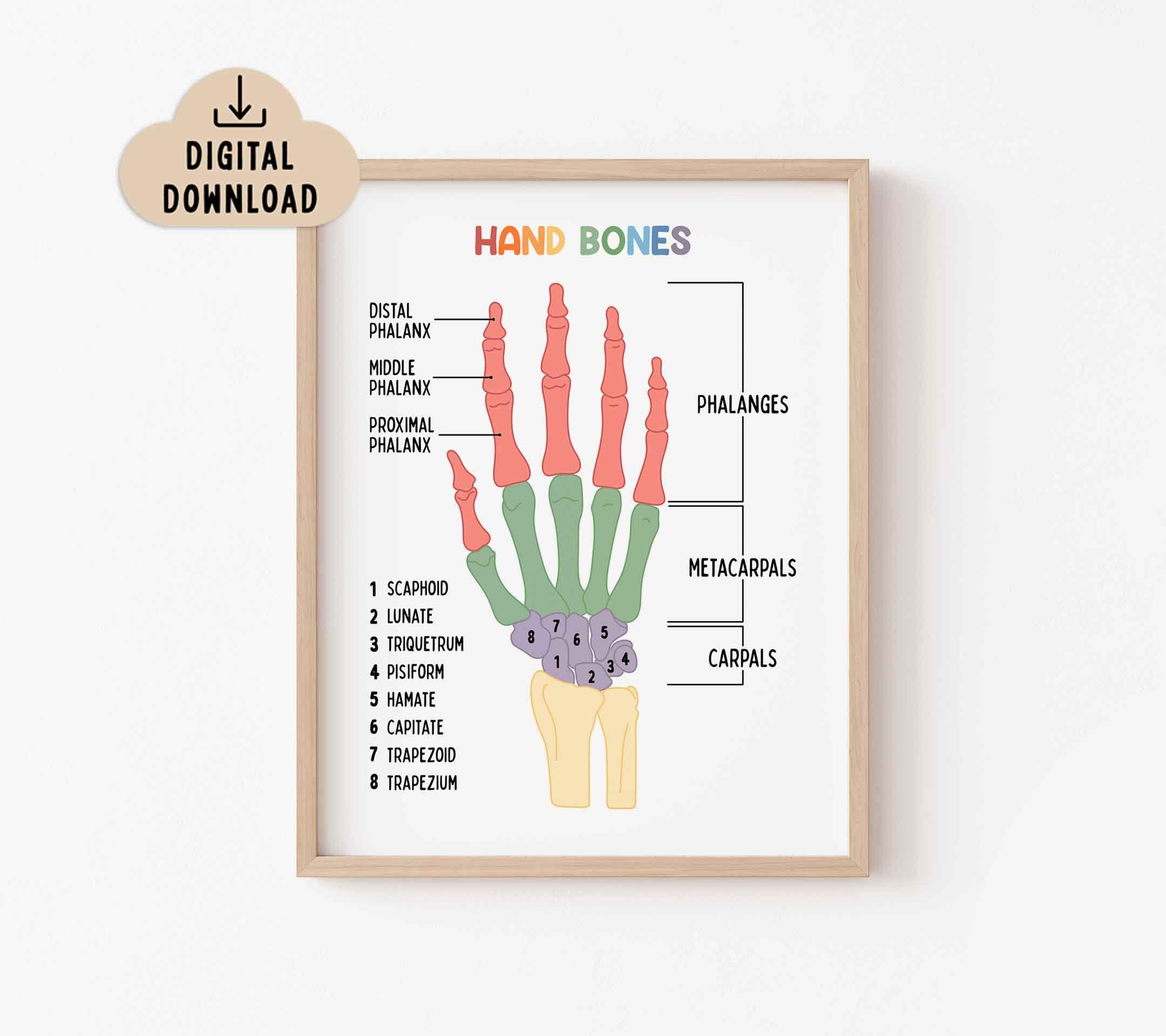 Hand Bones, Anatomy of the Hand Poster for Kids (digital Download ...