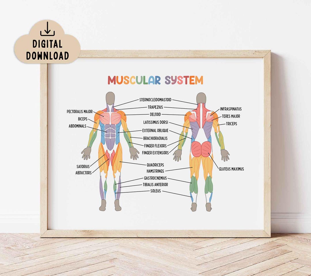 Muscular System Educational Poster, BRIGHT (digital Download) Classroom ...