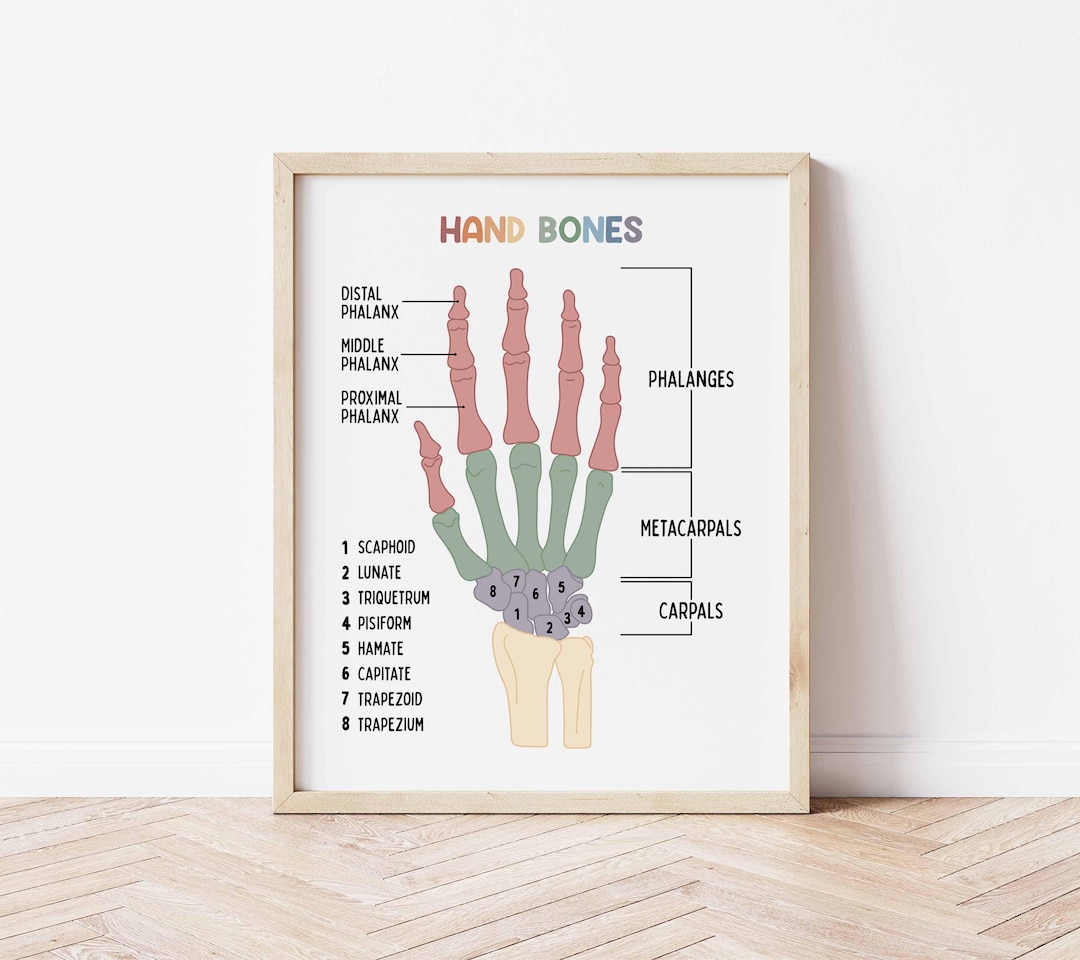 Hand Bones | Anatomy of the Hand Poster for Kids | Medical Print ...