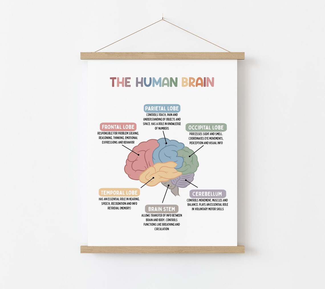 Human Brain Educational Poster | Homeschool Wall Art | Medical Print ...