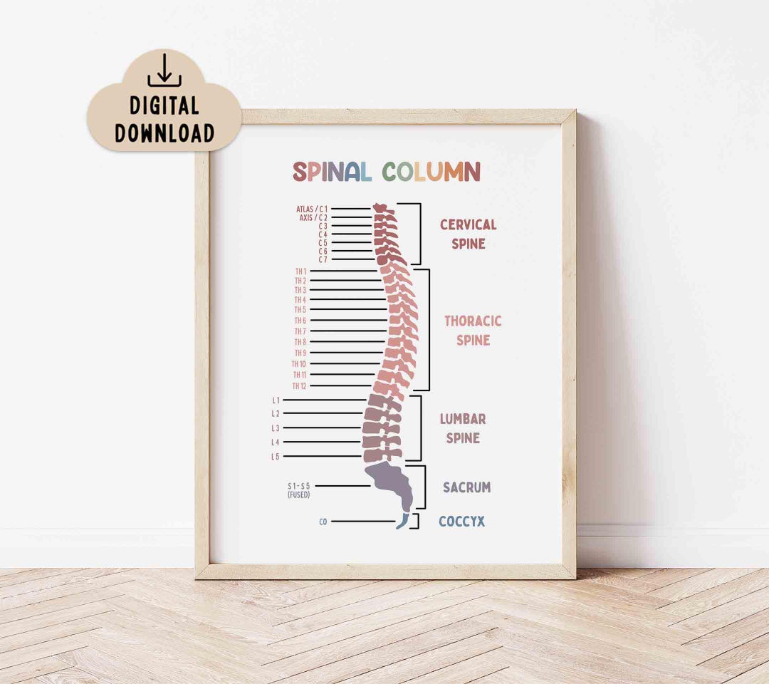 Spinal Column Educational Printable Poster (digital Download) Classroom ...