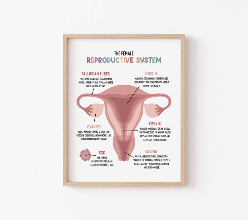 Female Reproductive System Poster | Homeschool Wall Art | Medical Print ...