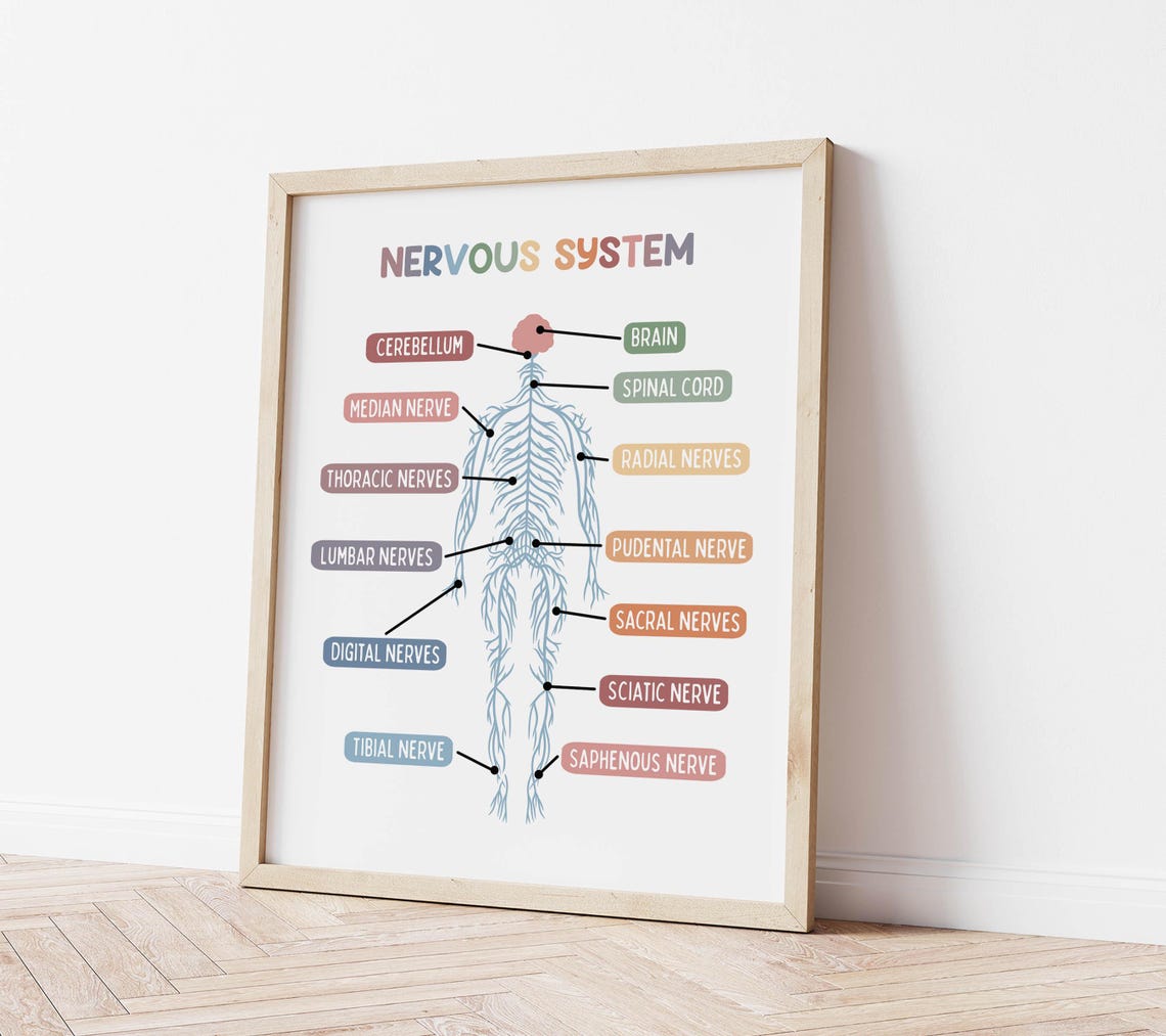 Nervous System Educational Poster | Homeschool Wall Art | Medical Print ...