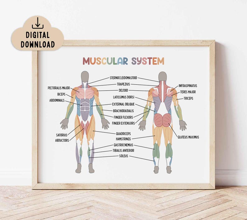 Muscular System Educational Poster (digital Download) Classroom Decor ...