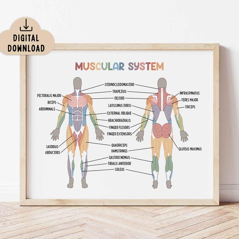 Cute Muscle Posters - Etsy