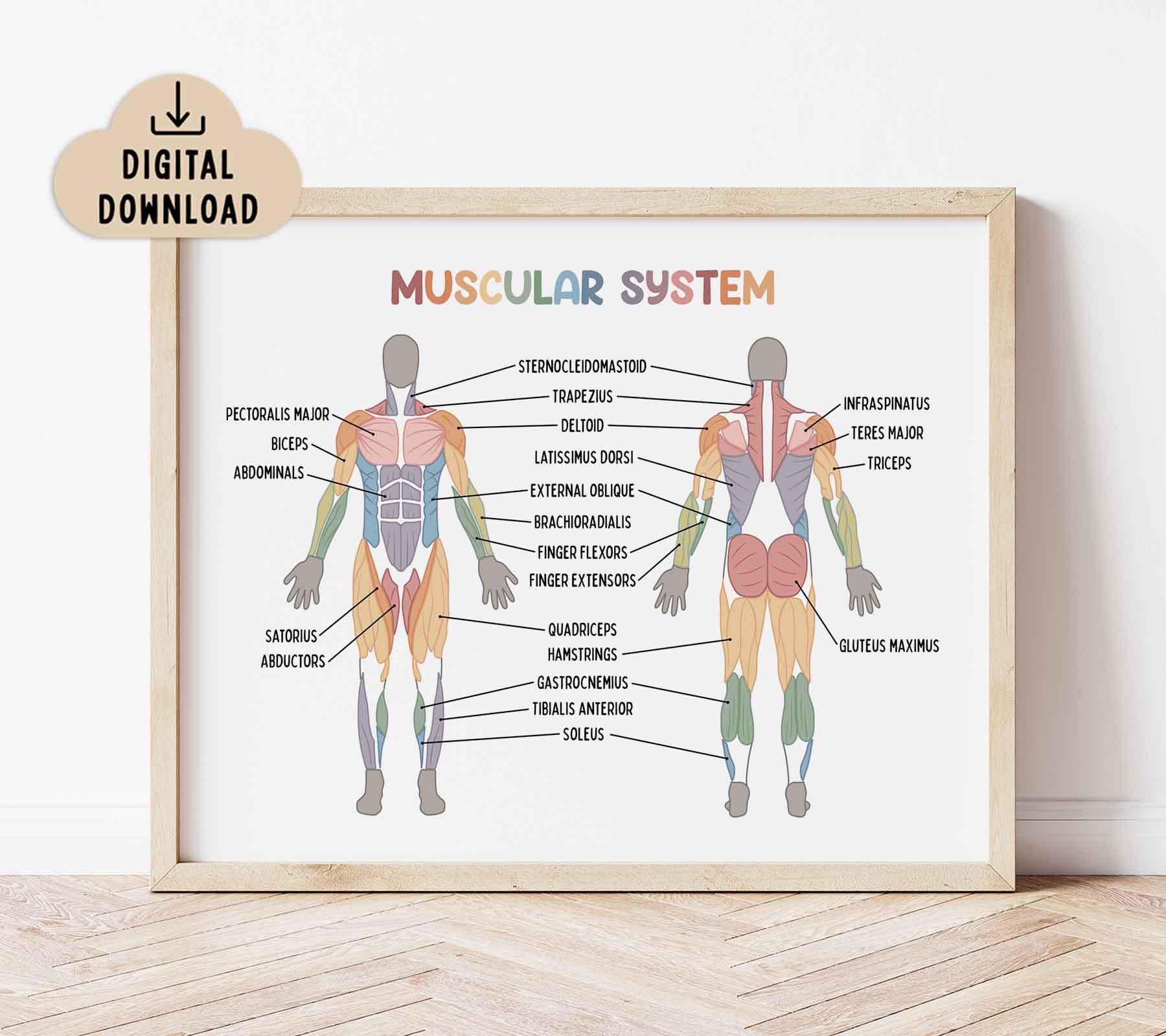 Muscular System Educational Poster (digital Download) Classroom Decor ...