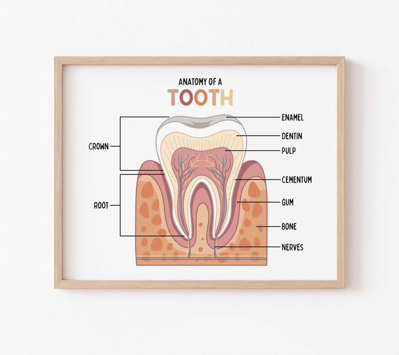 Anatomy of the Tooth Poster for Kids | Classroom | Medical Print ...