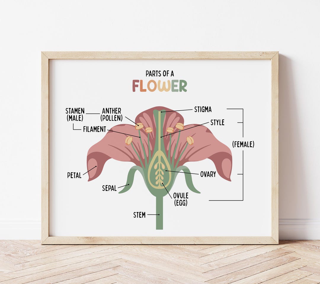 Parts of a Flower Printable Poster (digital Download) Botany Print ...