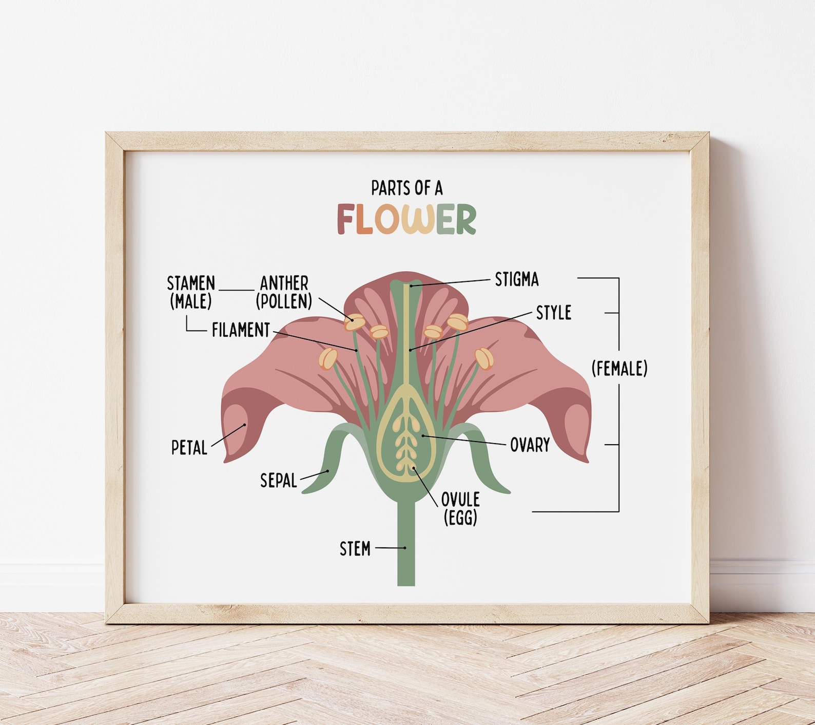 Parts of a Flower Printable Poster (digital Download) Botany Print ...
