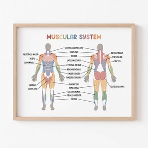 Muscular System Educational Poster | Homeschool Wall Art | Medical ...