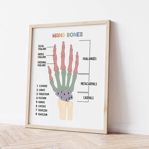 Hand Bones | Anatomy of the Hand Poster for Kids | Medical Print ...