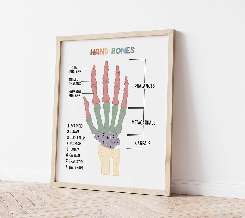 Hand Bones | Anatomy of the Hand Poster for Kids | Medical Print ...