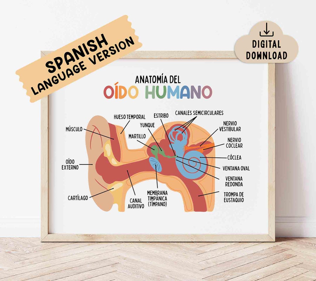 Anatomy of the Human Ear Oido Humano Poster Printable, BRIGHT (digital ...