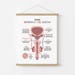 Male Reproductive System Poster | Homeschool Wall Art | Medical Print ...