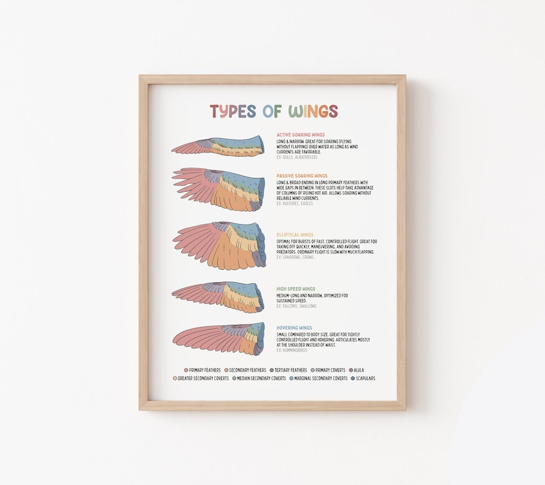 Types of Wings Poster for Kids, Homeschool Wall Art, Science Classroom ...