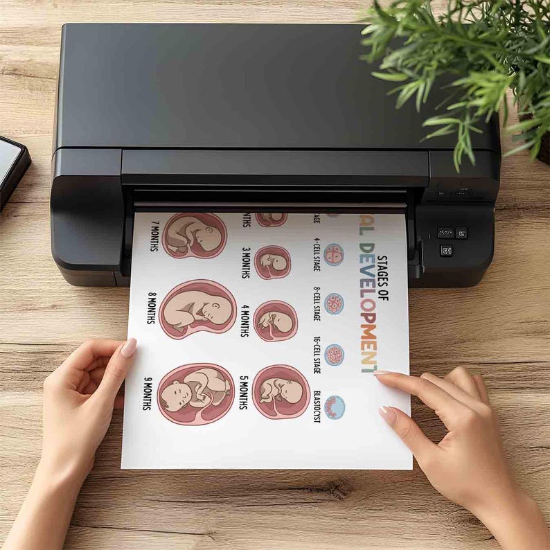 Stages of Fetal Development, Classroom Decor, Medical Print for Kids ...