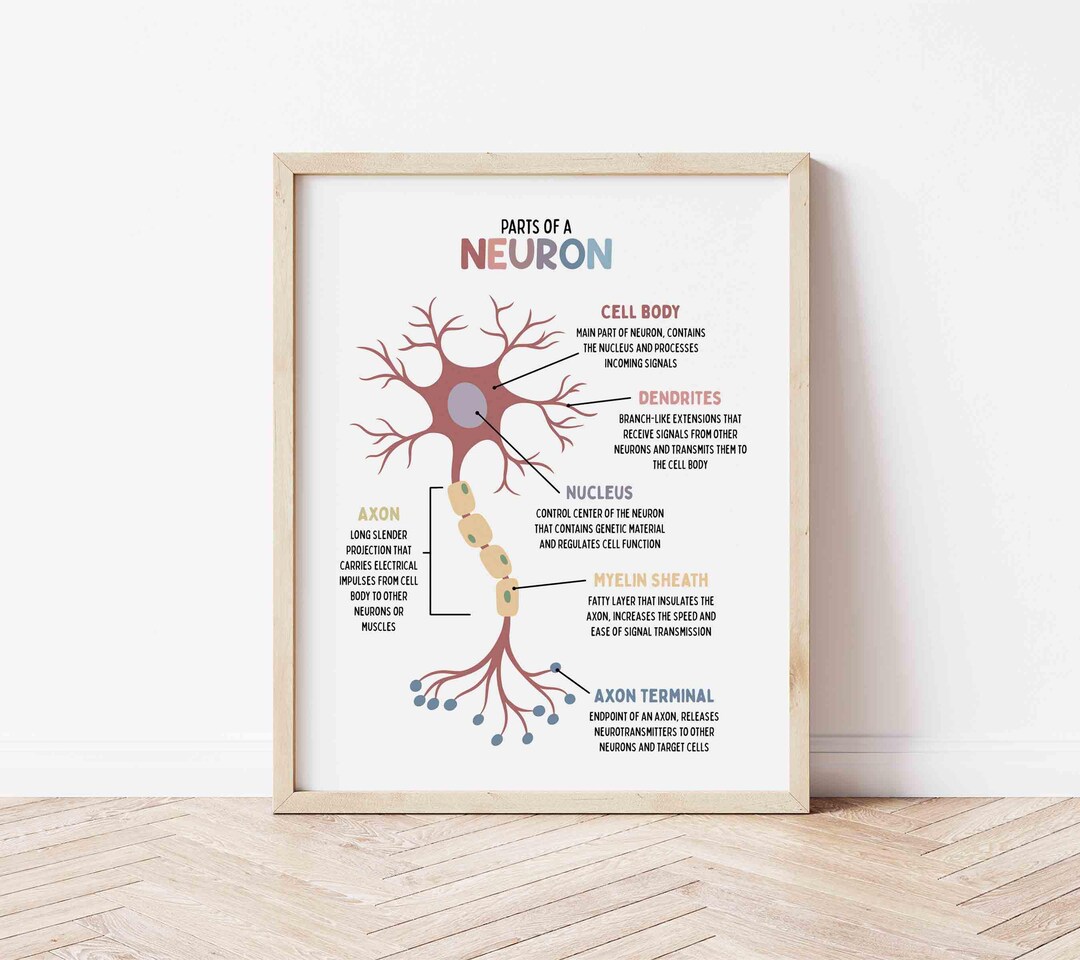 Neuron Educational Poster | Homeschool Wall Art | Medical Print ...