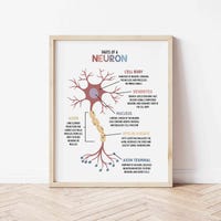 Brain Anatomy Poster Set 6, Human Brain Structure, Neurology Art ...