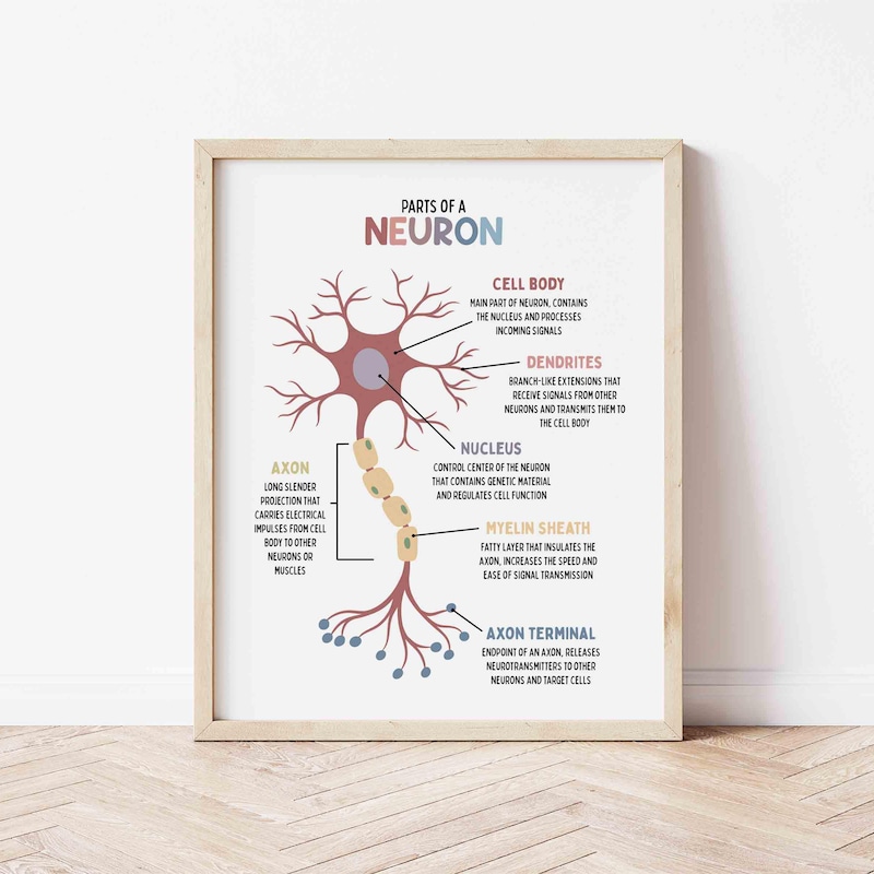 Neuron Anatomy Art - Etsy