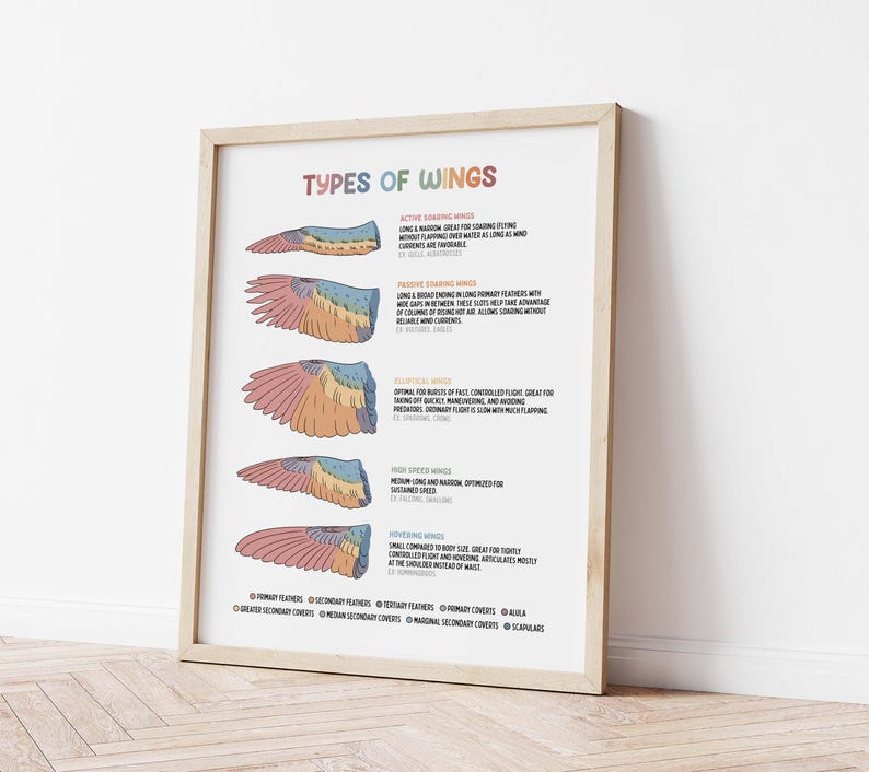 Types of Wings Poster for Kids | Homeschool Wall Art | Science ...