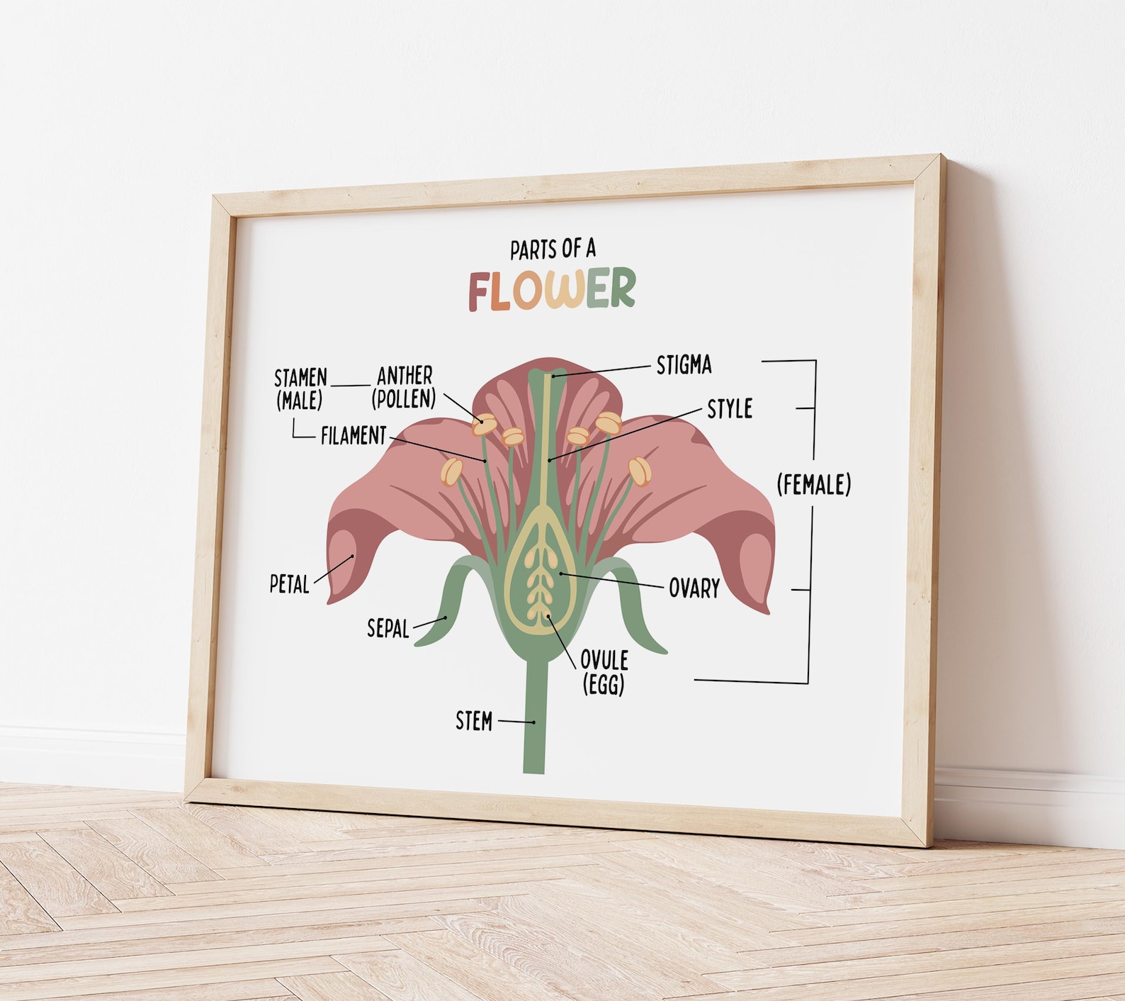 Parts of a Flower Poster | Classroom | Botany Print | Educational Wall ...
