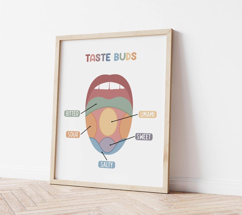Taste Buds Educational Poster | Homeschool Wall Art | Umami | Science ...
