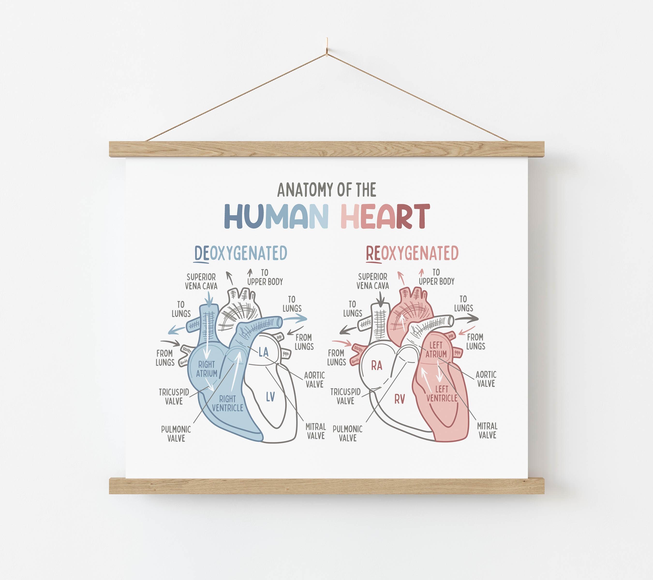 Anatomy of the Human Heart Poster for Kids | Classroom | Medical Print ...
