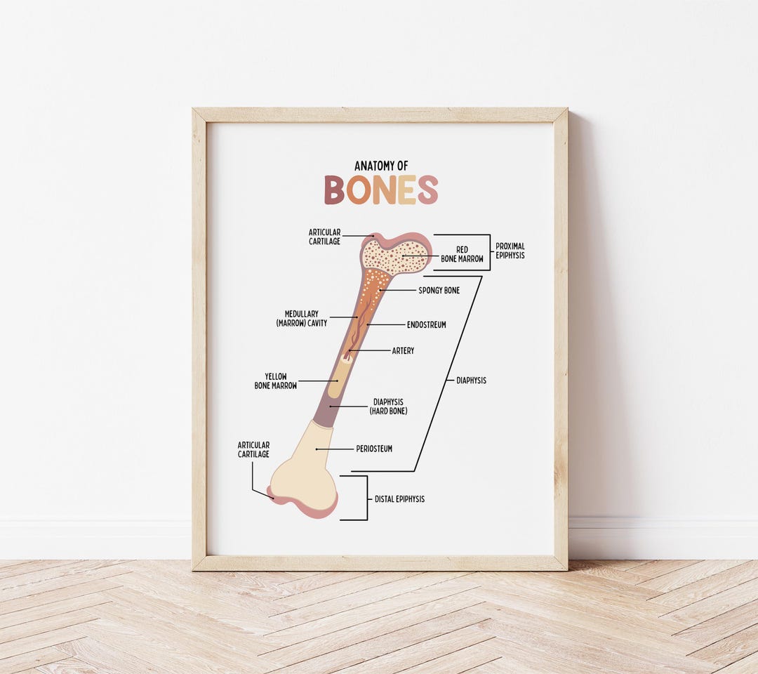 Anatomy of the Bone Poster for Kids | Classroom | Medical Print ...