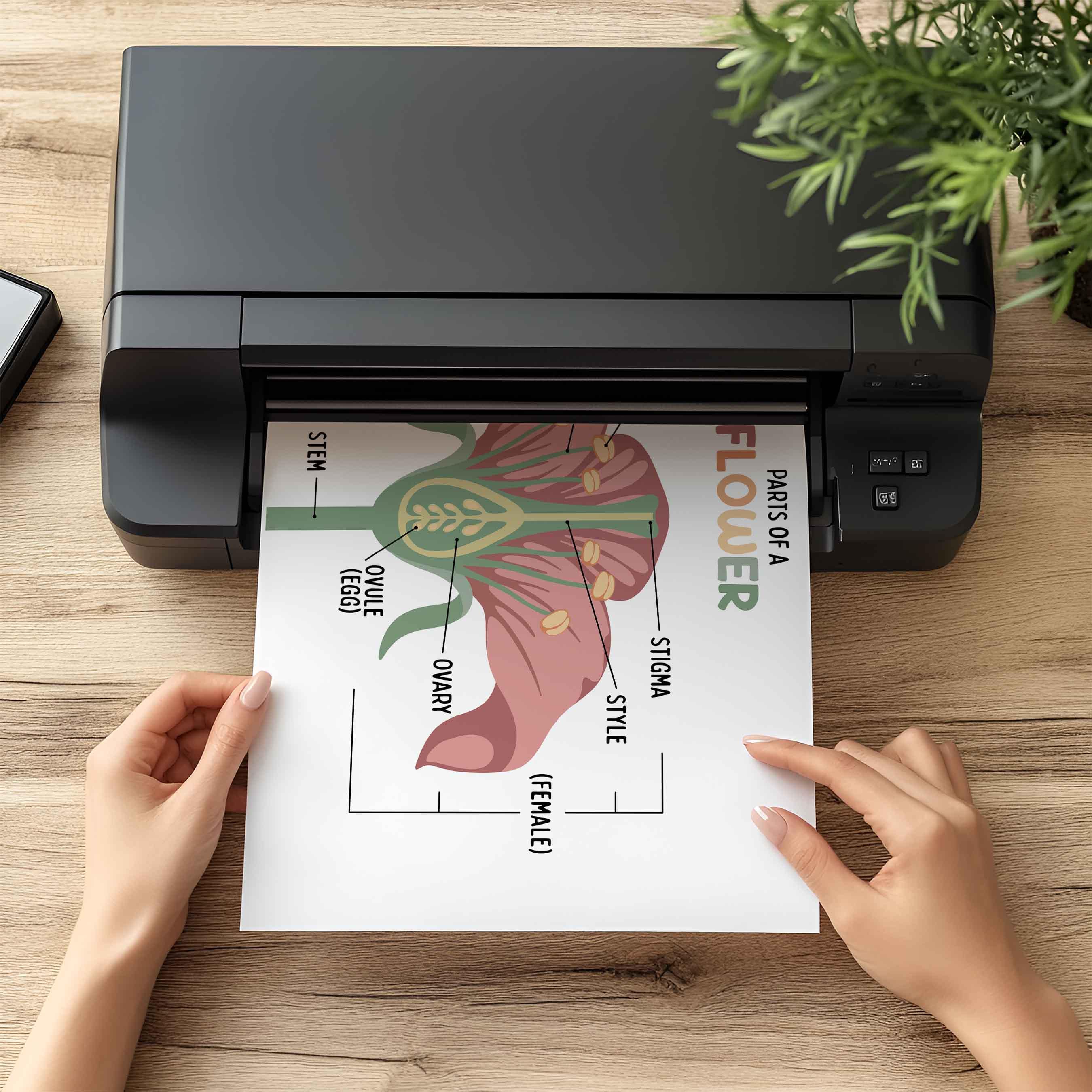 Parts of a Flower Poster | Classroom | Botany Print | Educational Wall ...
