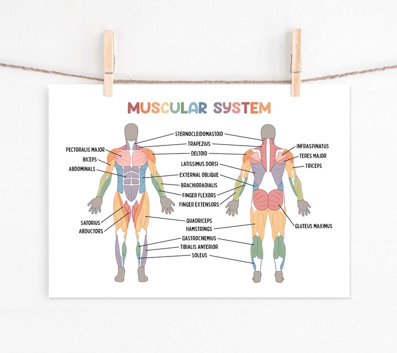 Muscular System Educational Poster | Homeschool Wall Art | Medical ...