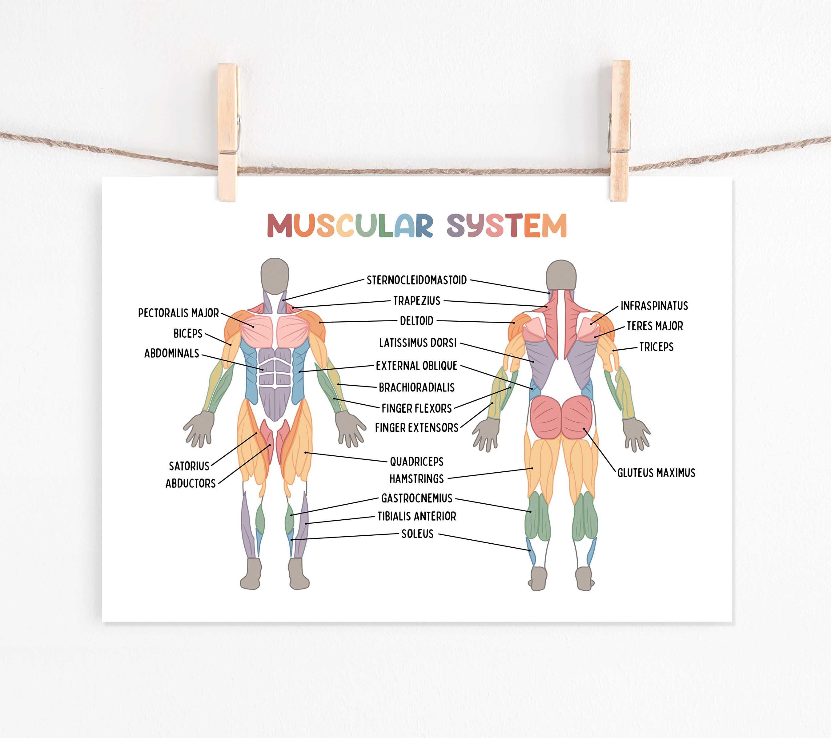 Muscular System Educational Poster | Homeschool Wall Art | Medical ...